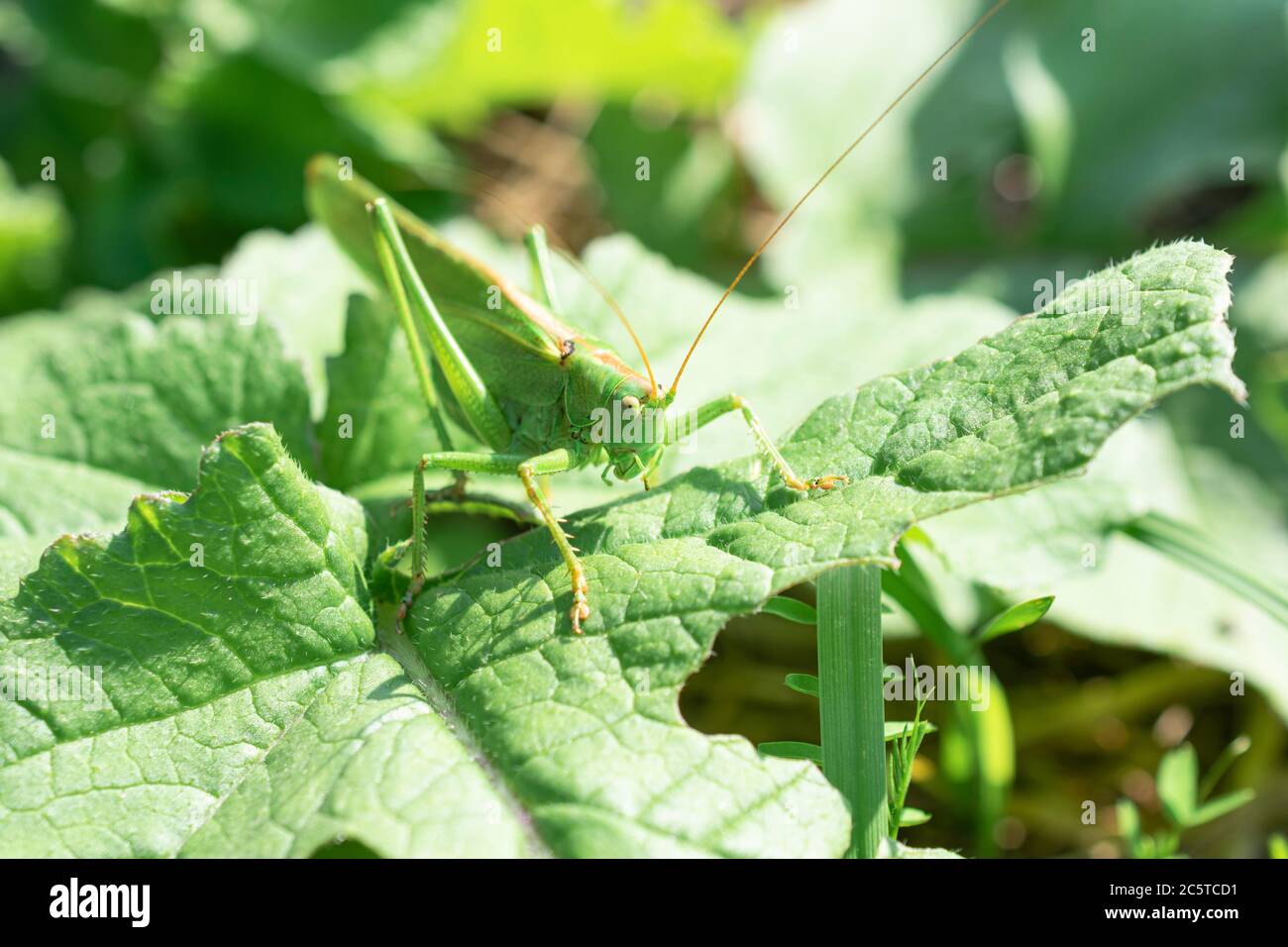 Weak grasshopper hi-res stock photography and images - Alamy