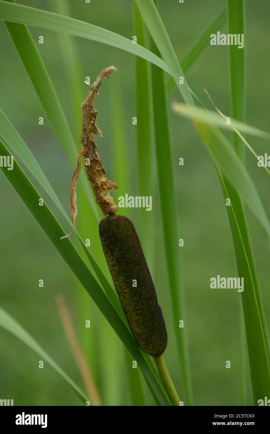 Close up typha latifolia flower hi-res stock photography and images - Alamy