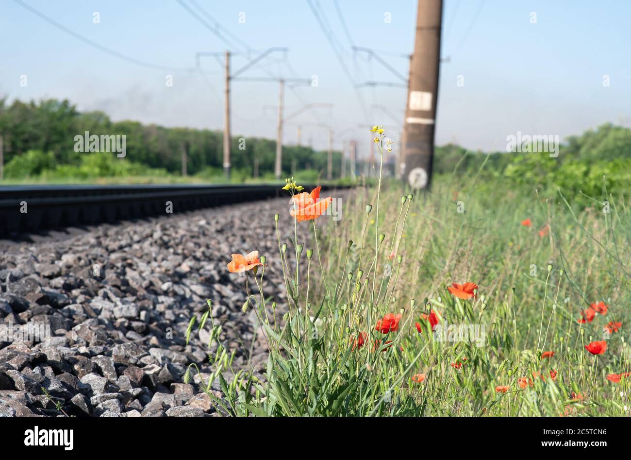 Landscape with red poppies close-up near the railroad. Blooming poppies ...