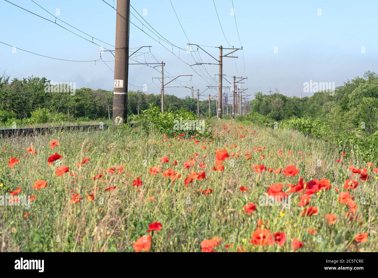 Landscape with red poppies close-up near the railroad. Blooming poppies ...