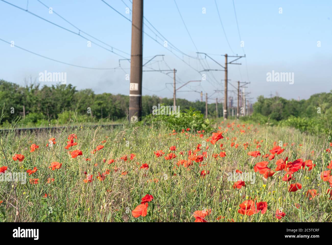 Landscape with red poppies close-up near the railroad. Blooming poppies ...