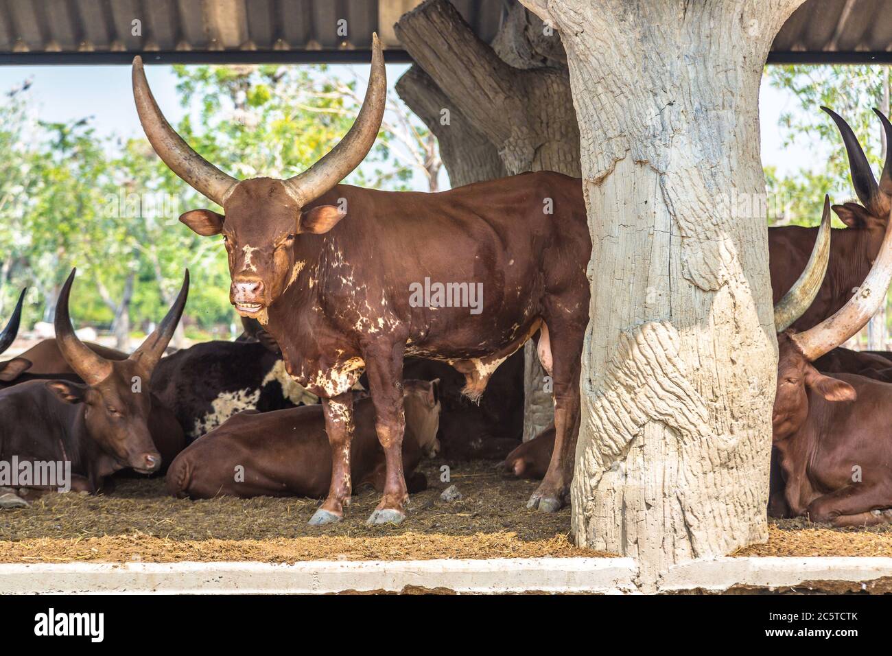 Safari world zoo and park bangkok hi-res stock photography and images ...