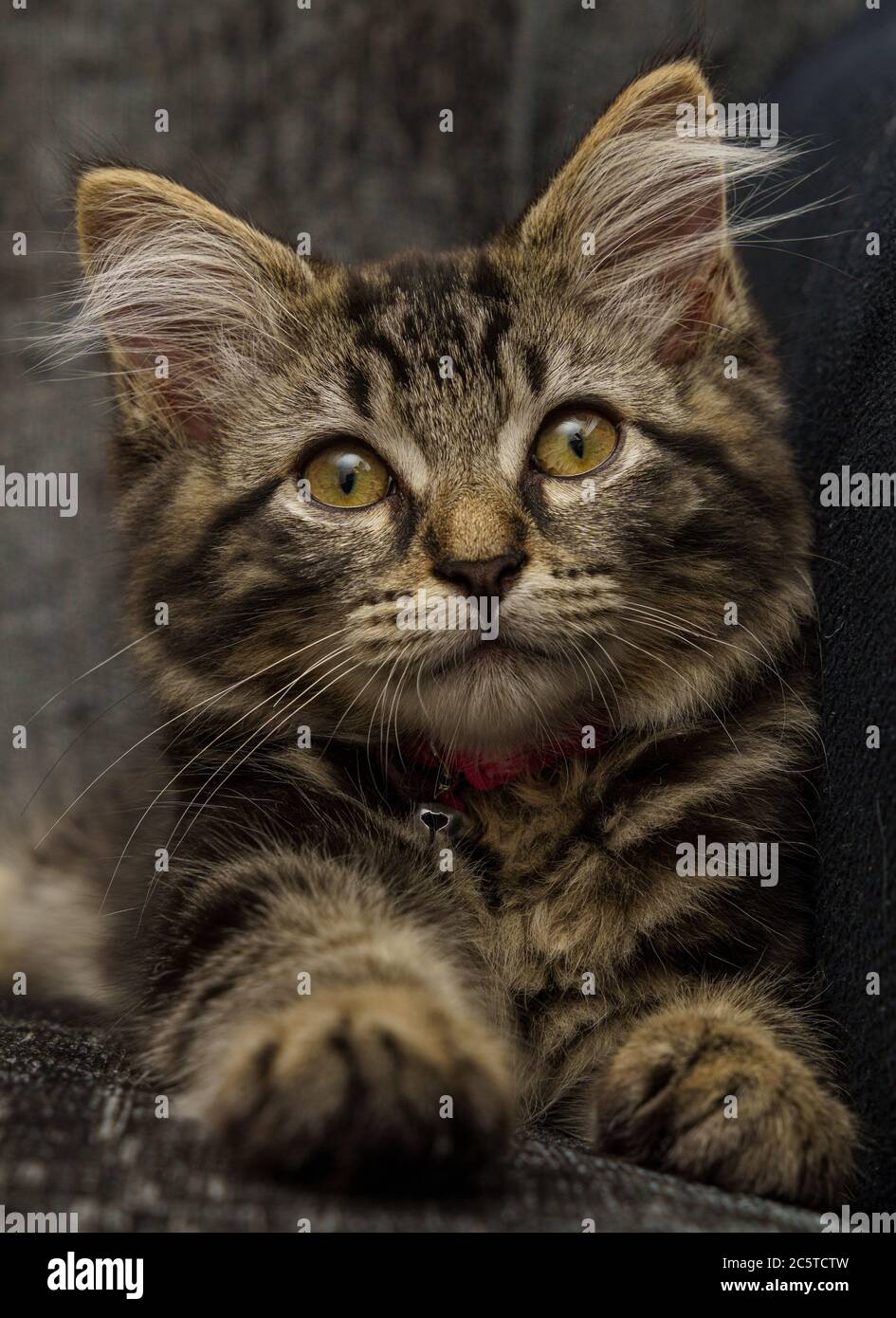 Kitten stripes hi-res stock photography and images - Alamy