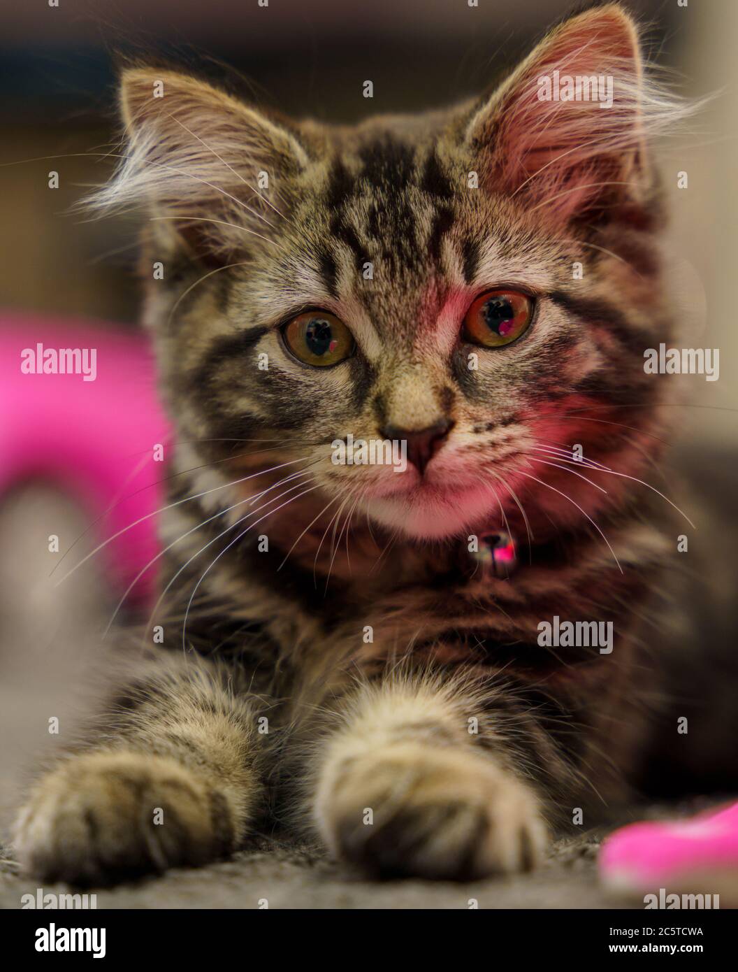 Cute posing kitten Stock Photo - Alamy