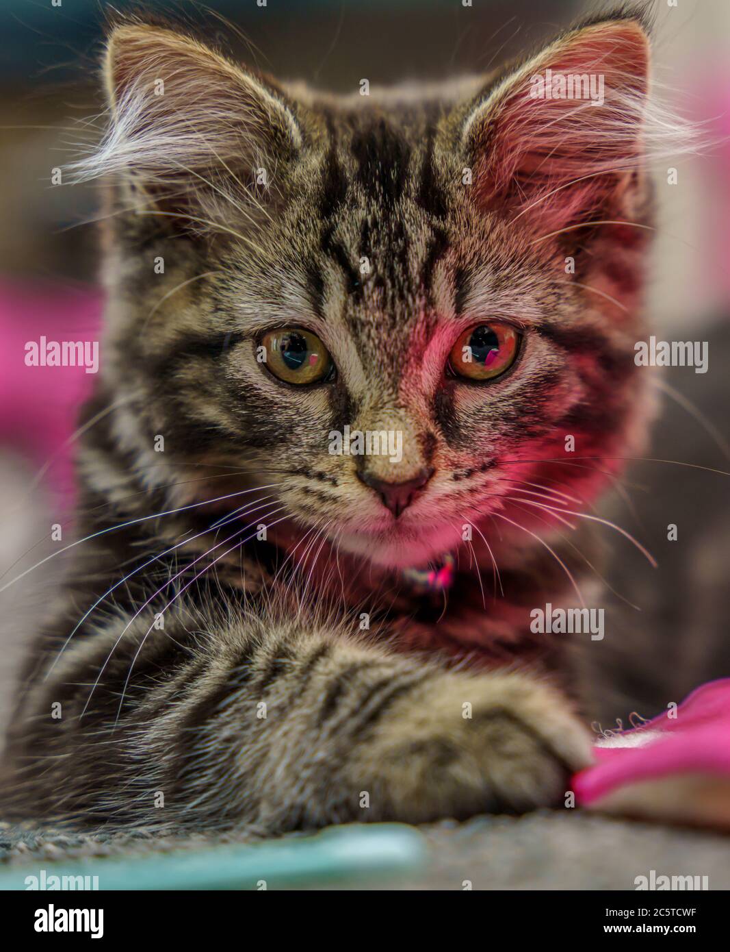 Kitten stripes hi-res stock photography and images - Alamy