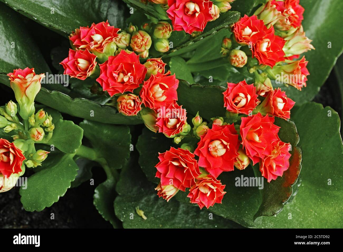 kalanchoe blossfeldiana, detail of the plant in full bloom Stock Photo ...