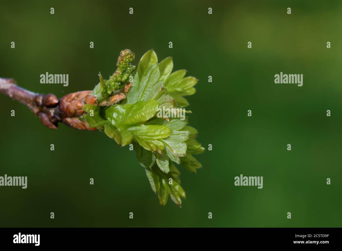 Young leaves and flower buds of an oak tree Stock Photo - Alamy