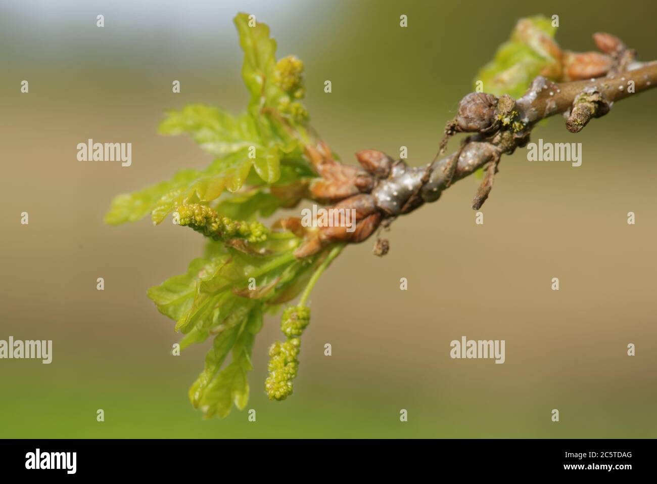 Young leaves and flower buds of an oak tree Stock Photo - Alamy