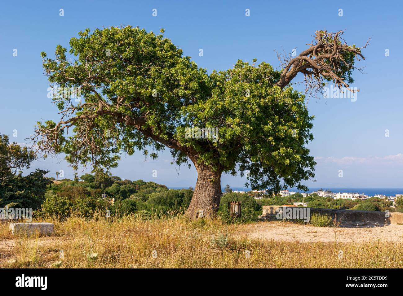 Old olive tree growing on Greek island. Rhodes, Greece Stock Photo - Alamy
