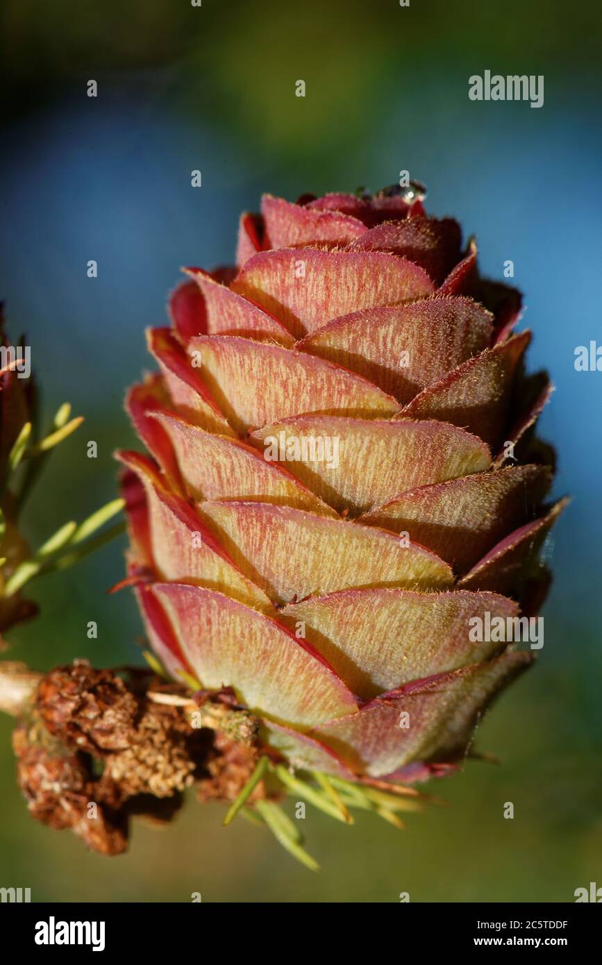 Young ovulate cone of larch tree in spring, beginning of May Stock ...