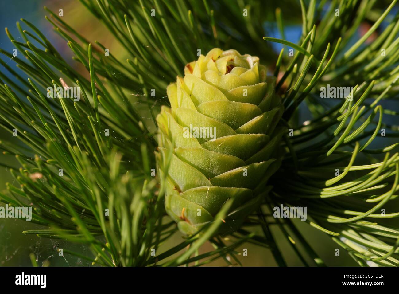 Young ovulate cone of larch tree in spring, beginning of May Stock ...