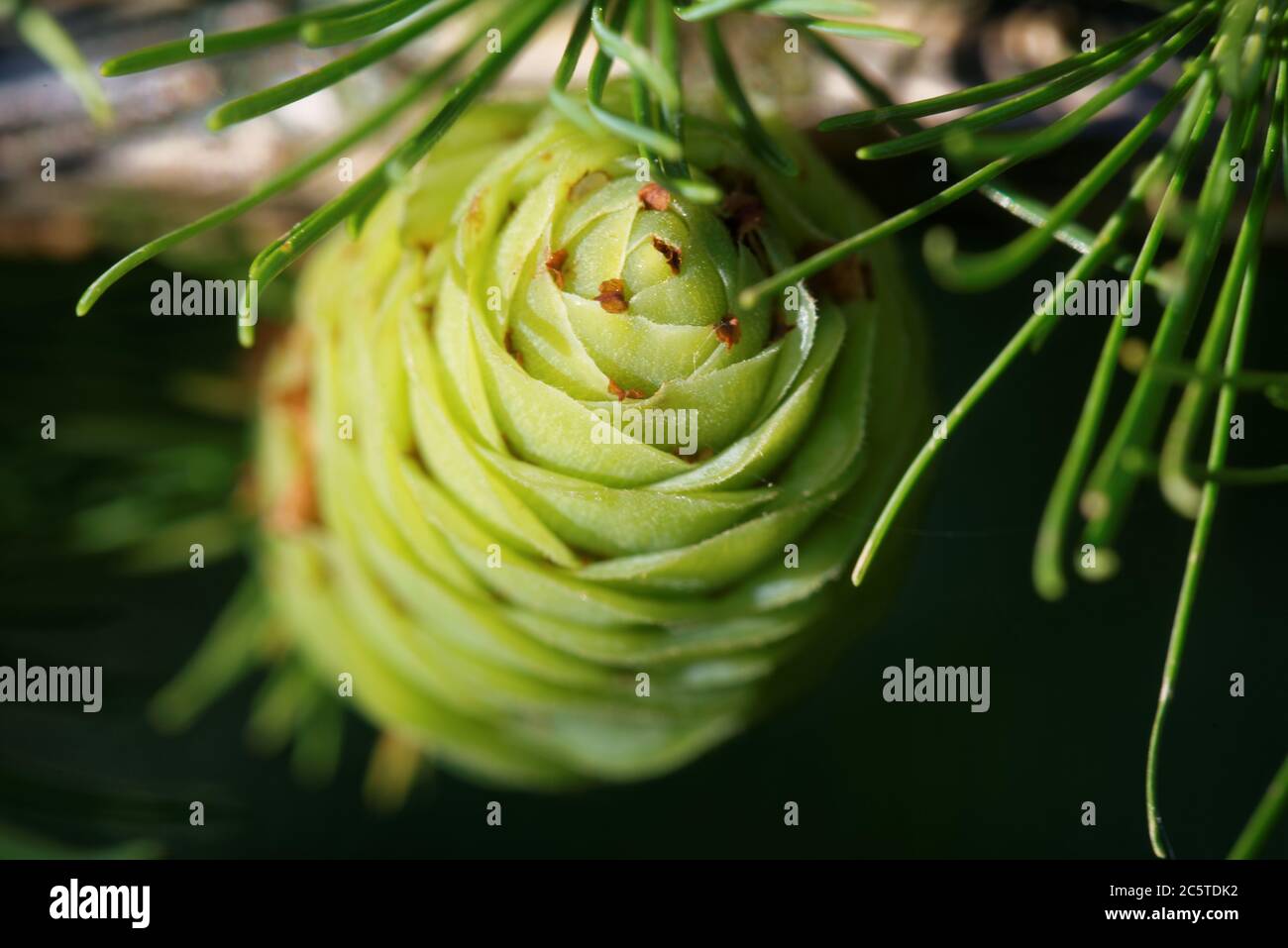 Young ovulate cone of larch tree in spring, beginning of May Stock ...