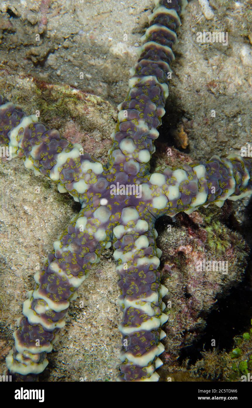 Warty Sea Star, Echinaster callosus, Sampiri 3 dive site, Bangka Island ...