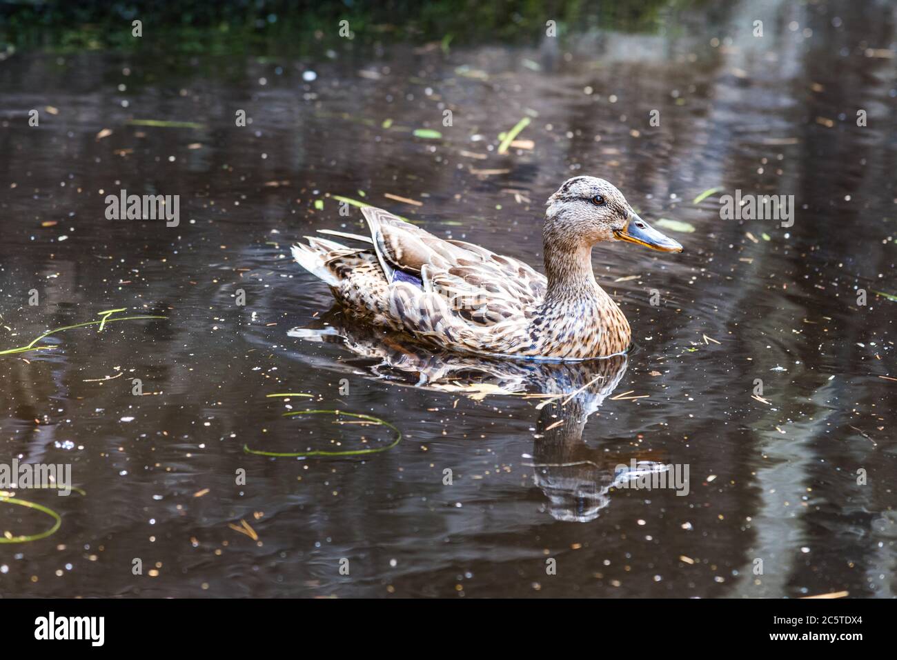 Duck in dirty water hi-res stock photography and images - Alamy