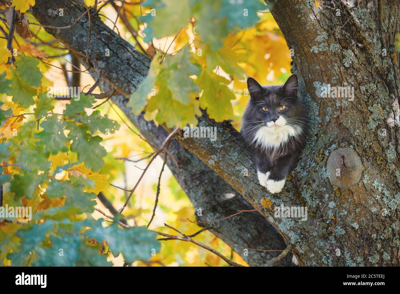 Cat breed Maine Coon sits on a tree and mews. Save the cat that climbed ...