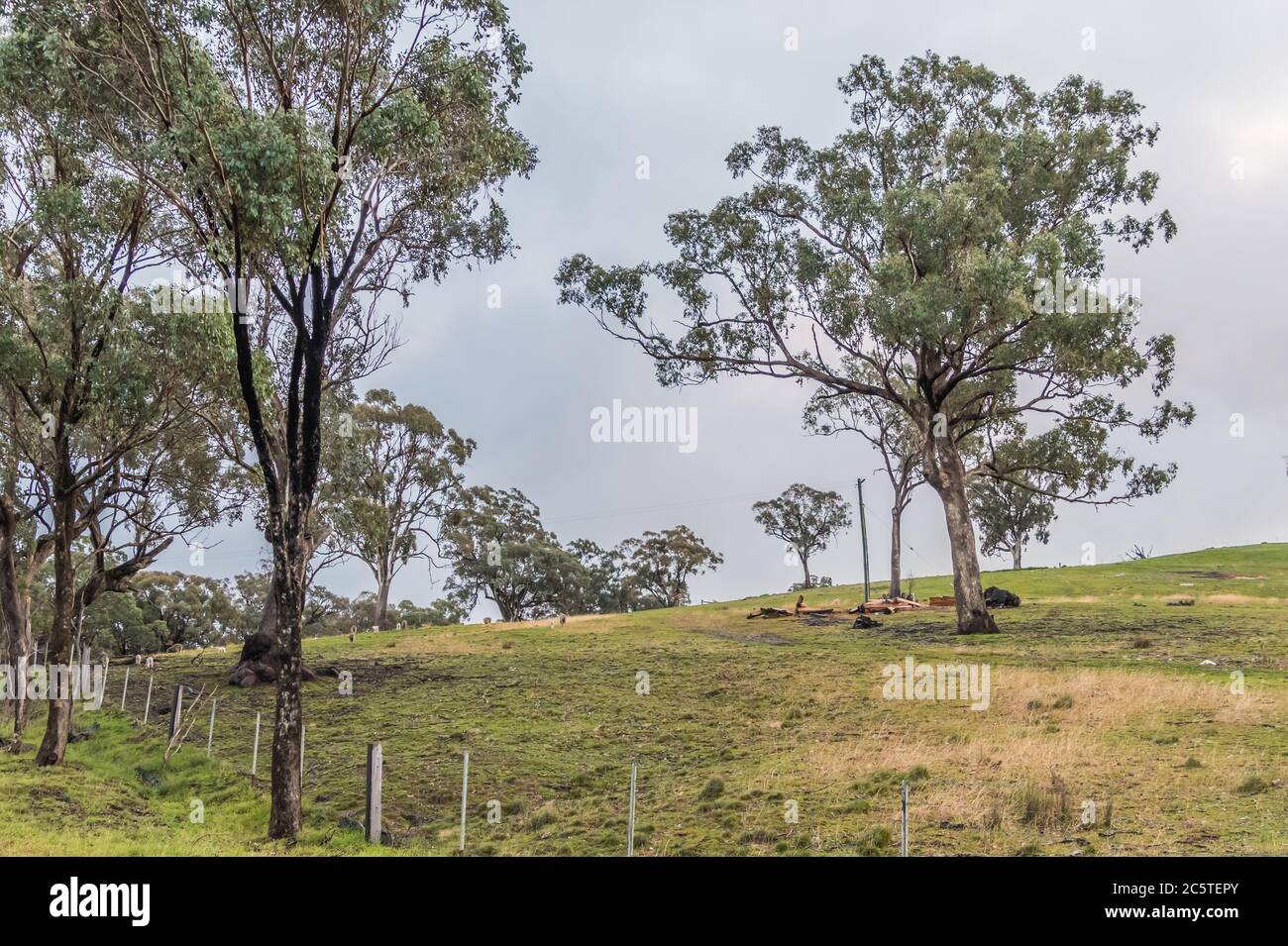 Rural landscape near Tuena, Southern Tablelands, NSW, Australia Stock ...