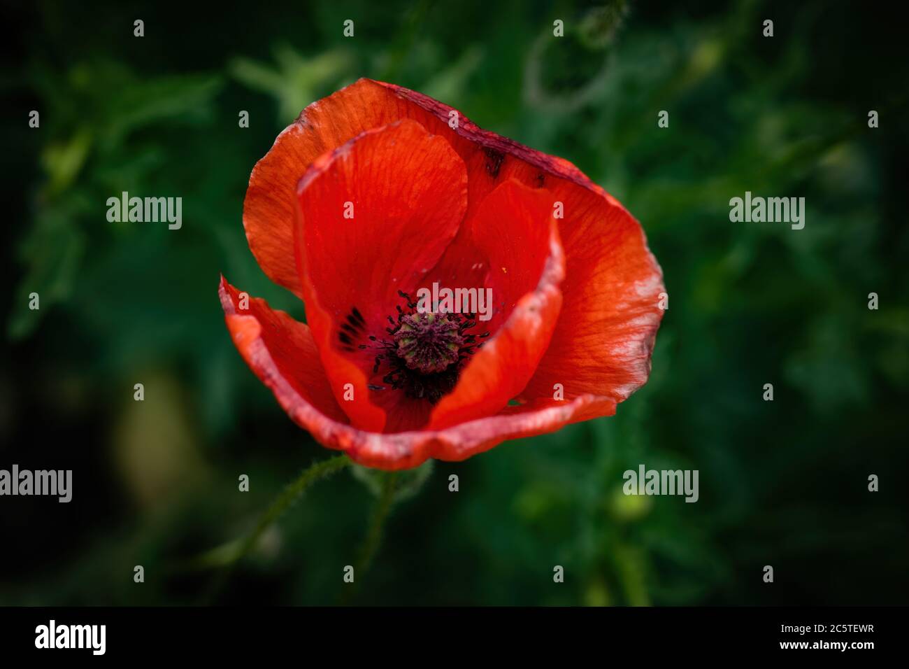 Family papaveraceae hi-res stock photography and images - Alamy