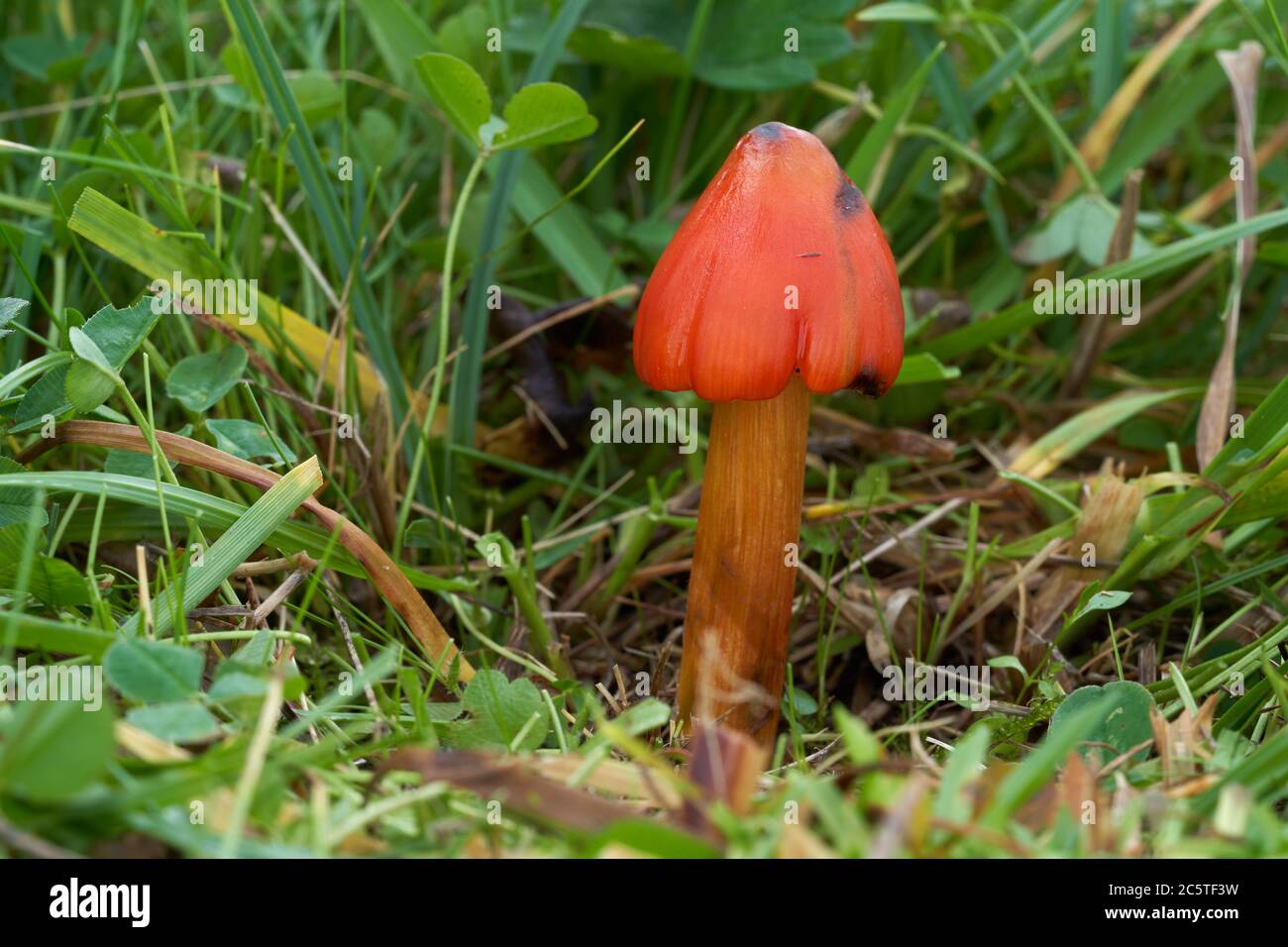 Poisonous mushroom Hygrocybe conica on forest meadow. Known as witch's ...