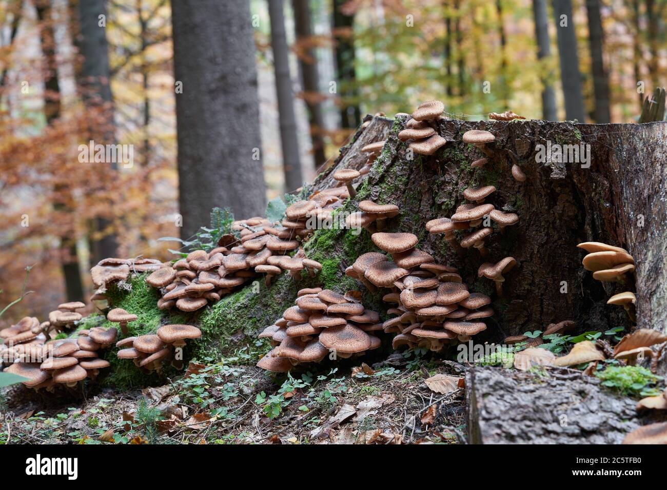 Edible mushroom Armillaria ostoyae in the spruce forest. Known as dark ...
