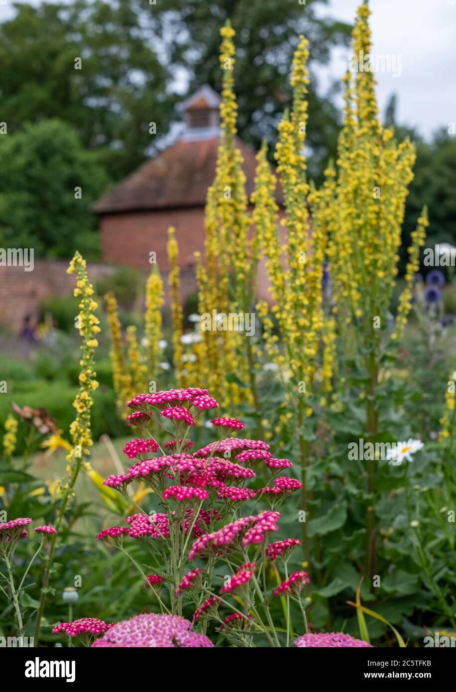 Colourful achillea flowers in the historic walled garden at Eastcote ...