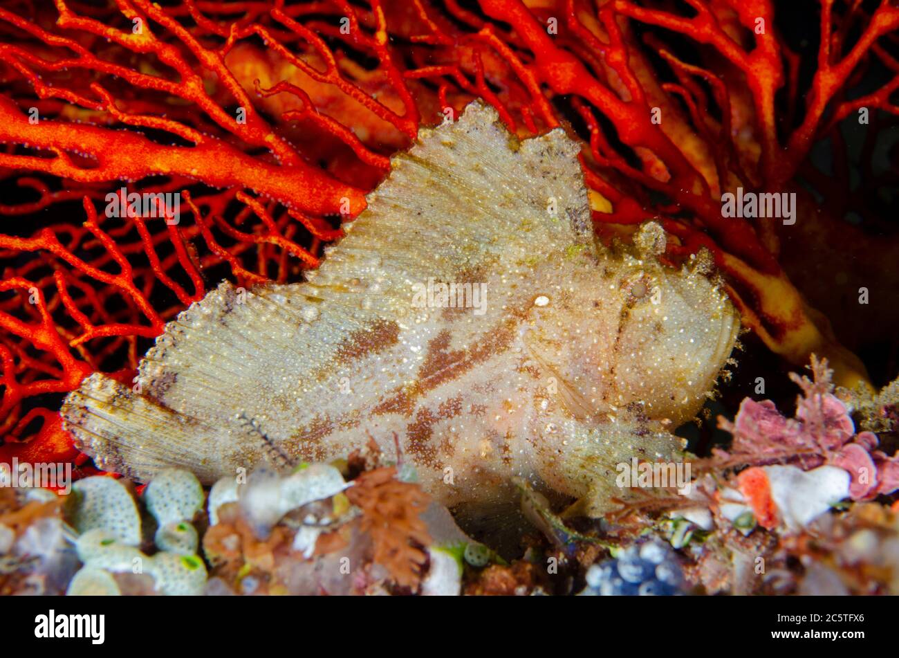 Leaf Scorpionfish, Taenianotus triacanthus, with fan in the background ...
