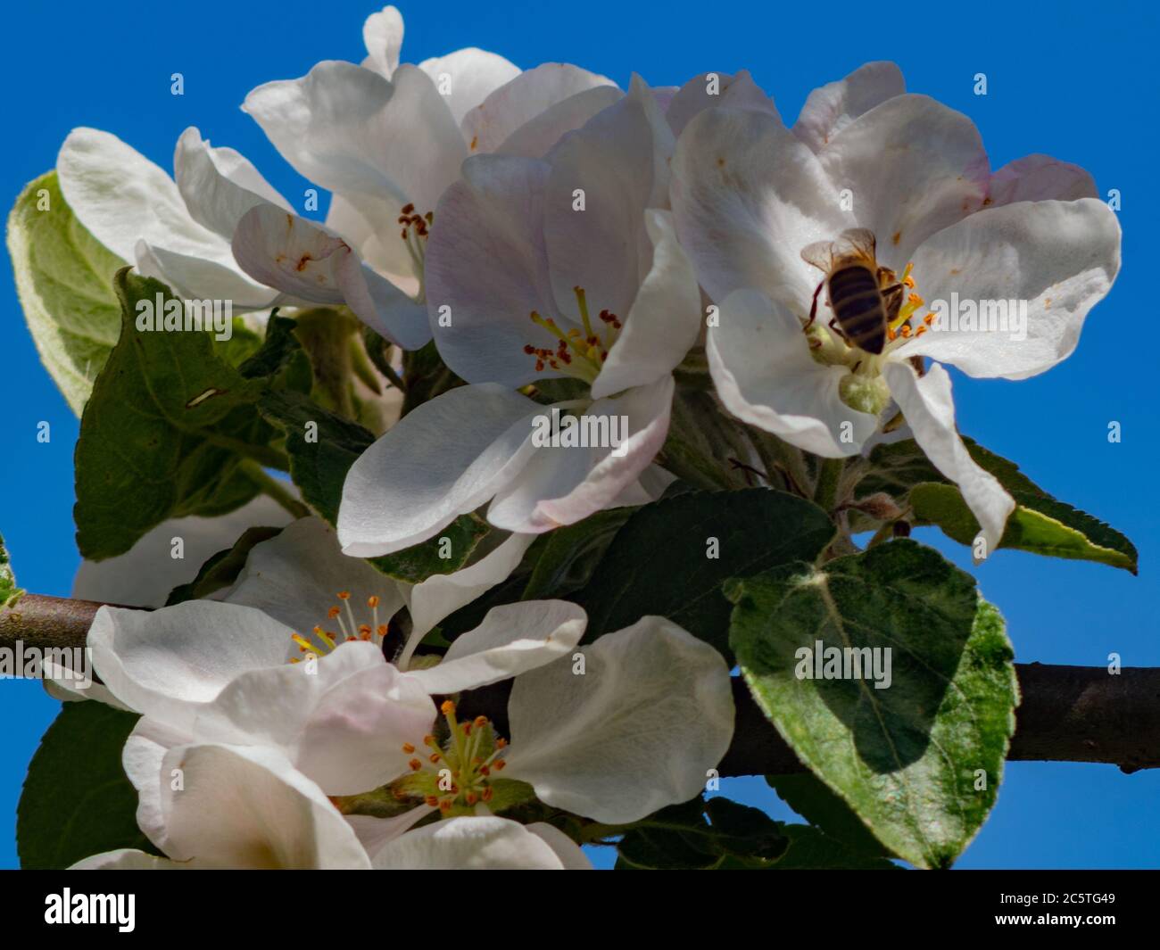 Apple pollen hi-res stock photography and images - Alamy