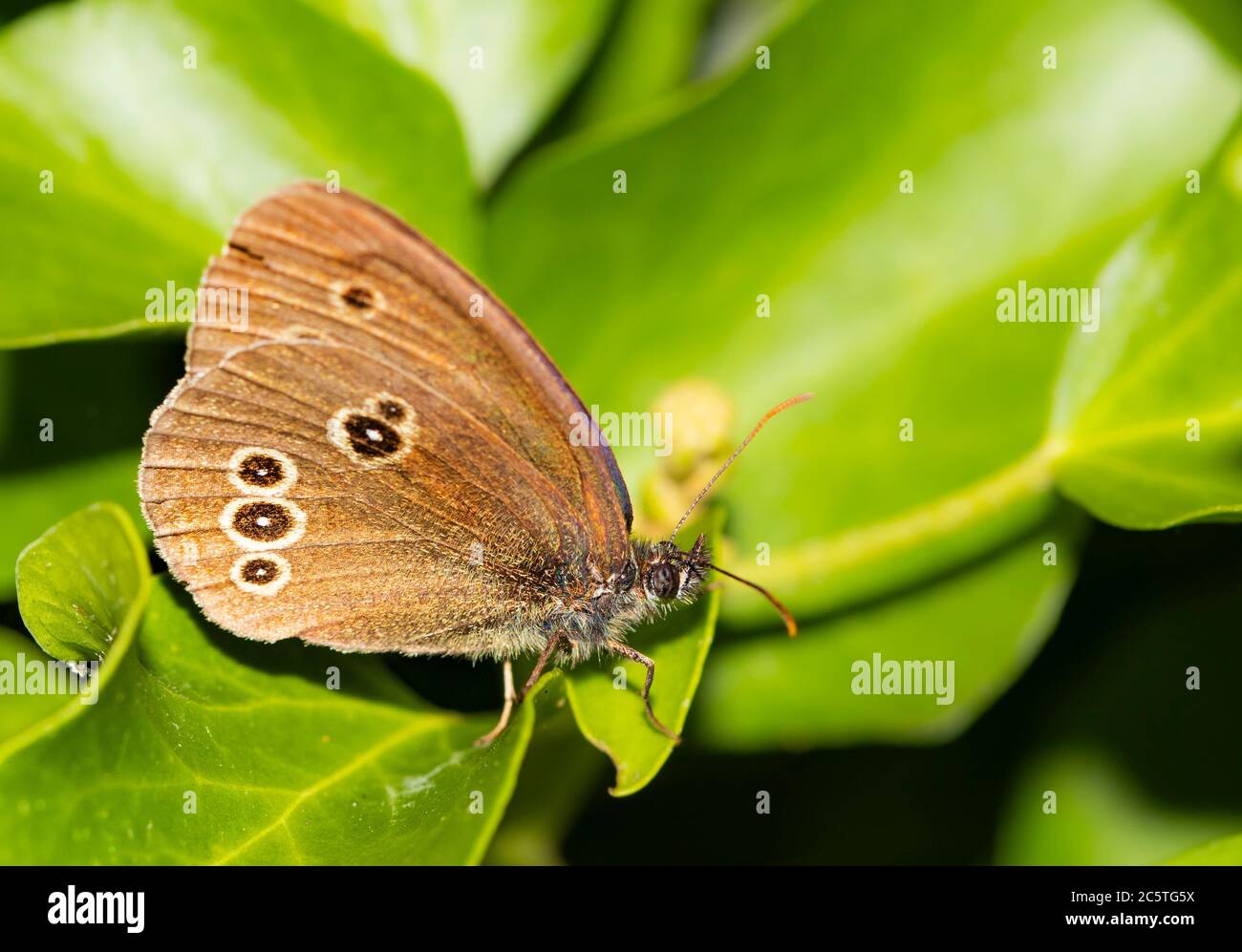 Ringlet Butterfly, Aphantopus hyperantus, perched on a leaf in the ...
