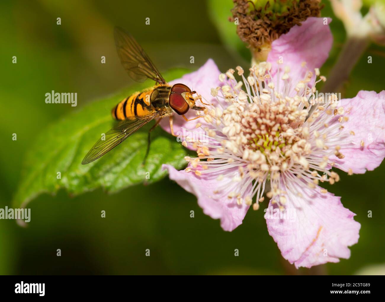 Insect with red eyes hi-res stock photography and images - Alamy
