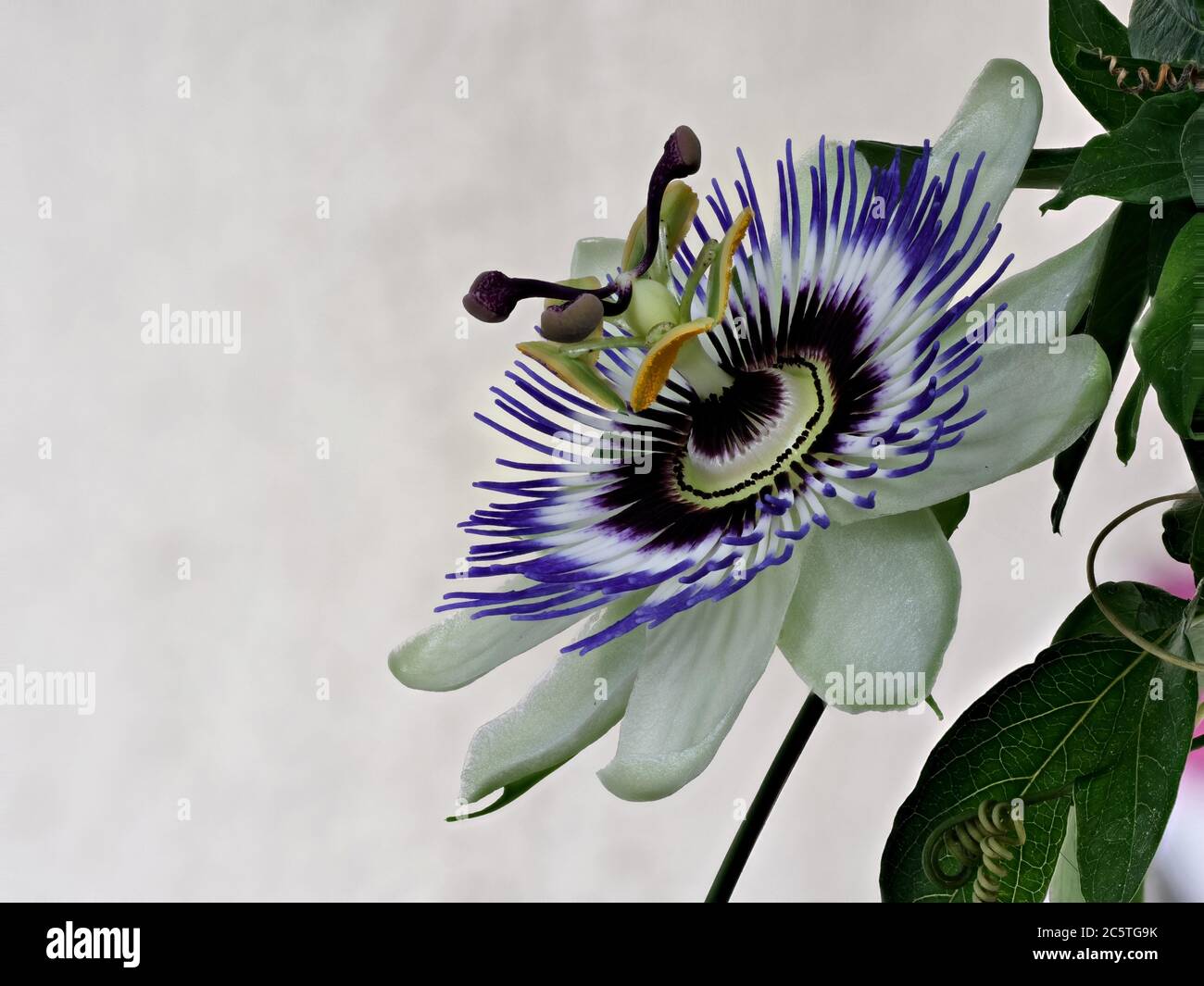 Blue passionflower, Passiflora caerulea, home is northern Argentina and ...