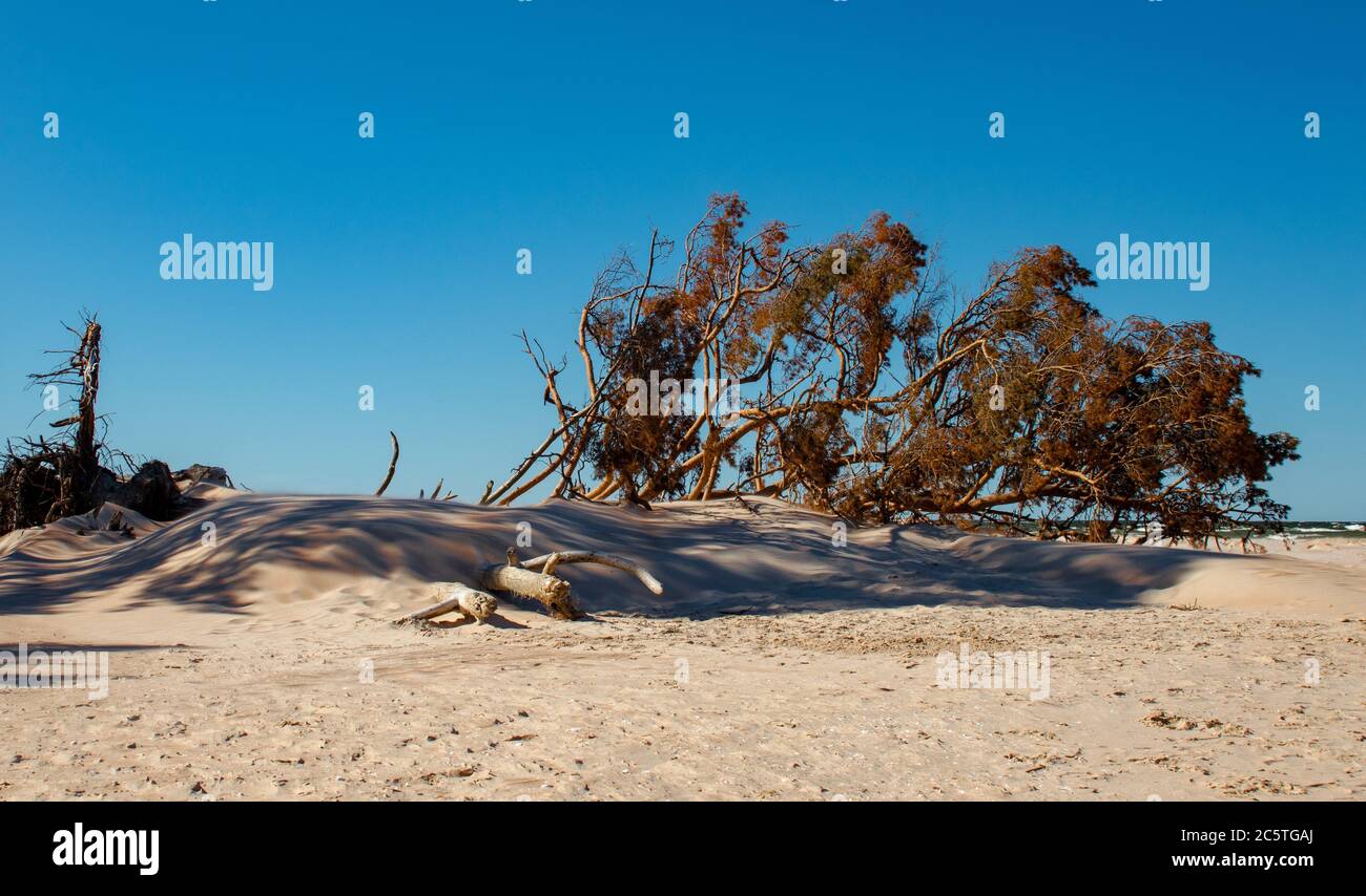 Beautifull tree on ground hi-res stock photography and images - Alamy