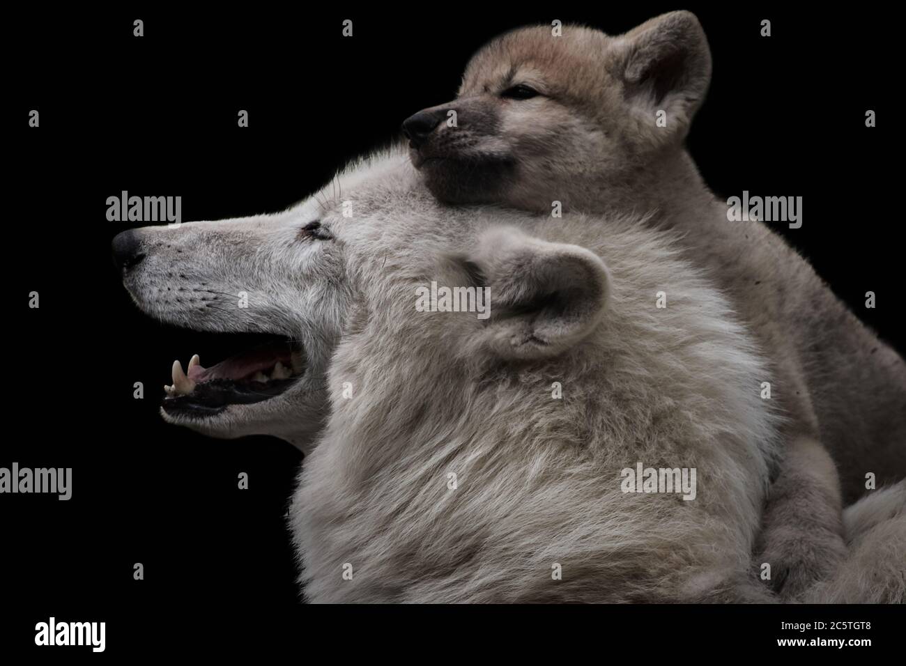 Arctic Wolf Cub High Resolution Stock Photography and Images - Alamy