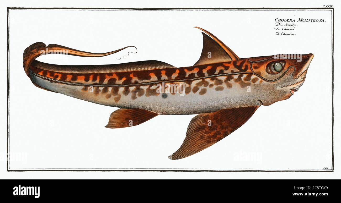Chimera Fish