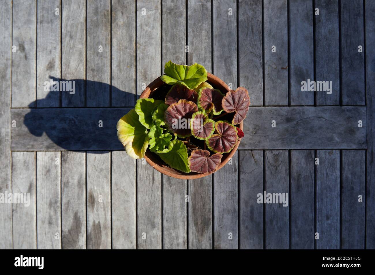 table plant from abov Stock Photo - Alamy