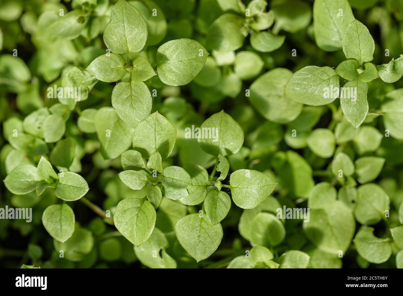 The moccasin plant hi-res stock photography and images - Alamy