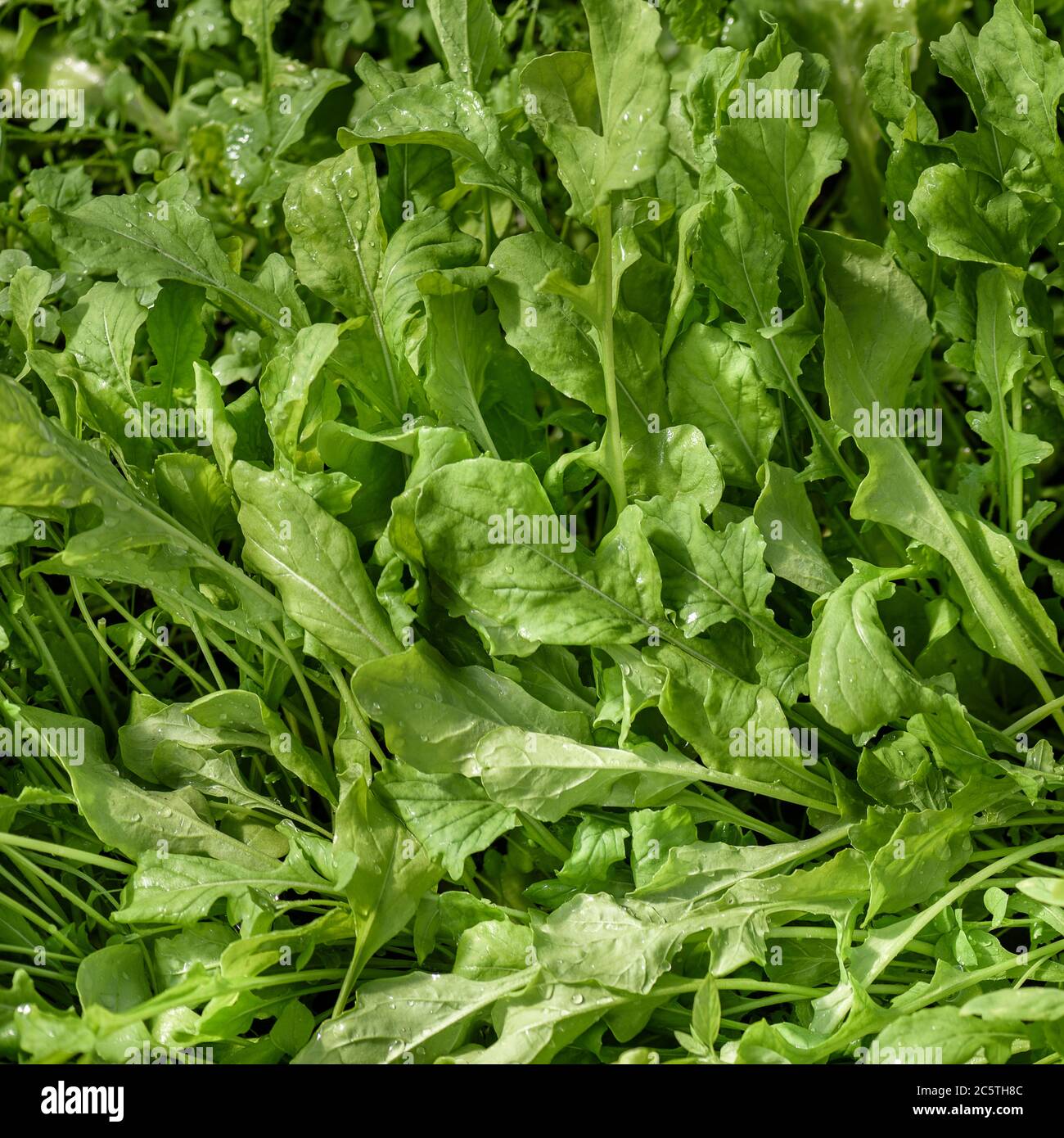 A young, green rucola salad, for dietary nutrition, growing on the bed ...