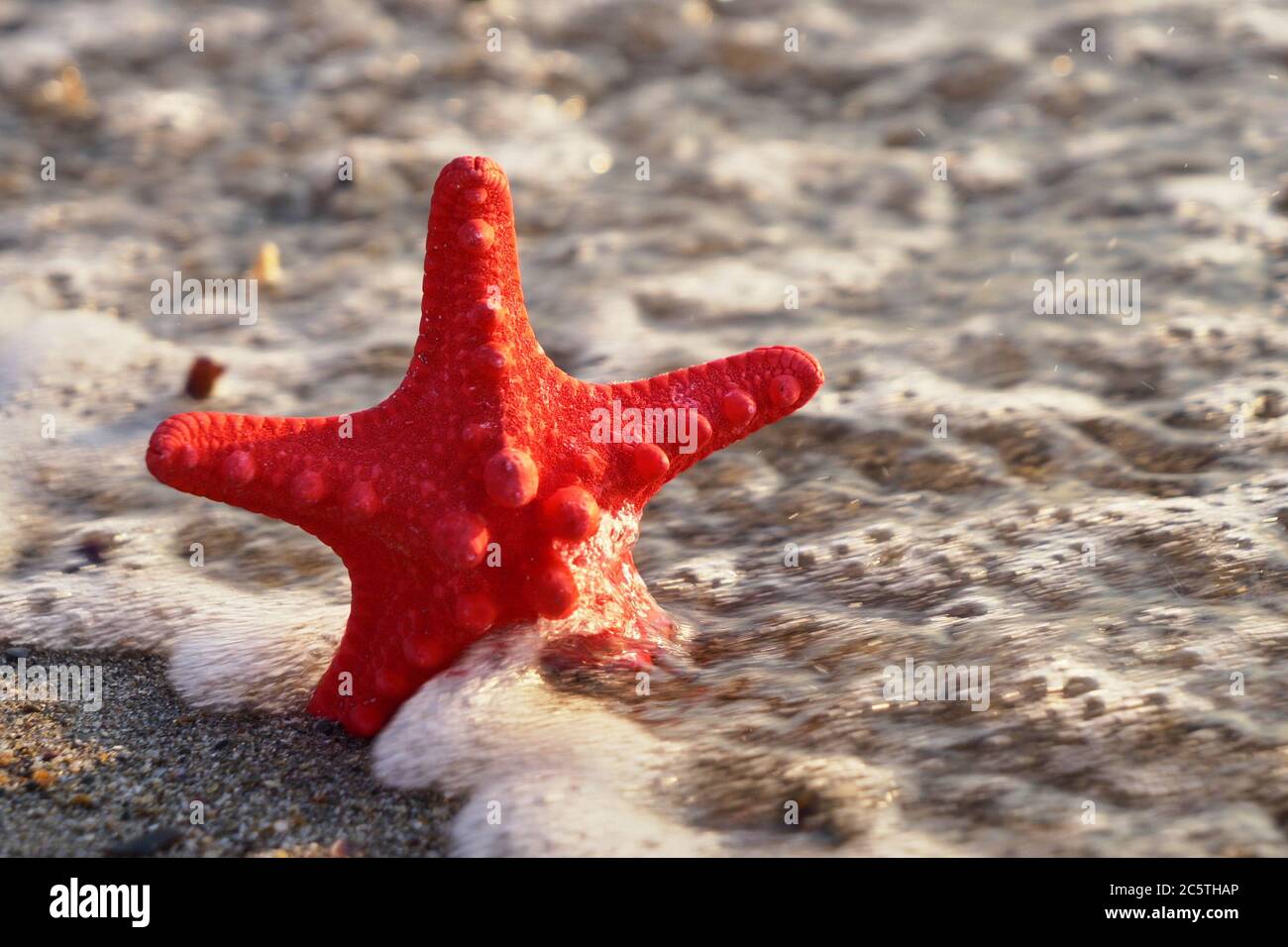 Red Sea Star in the sand on the beach Stock Photo - Alamy