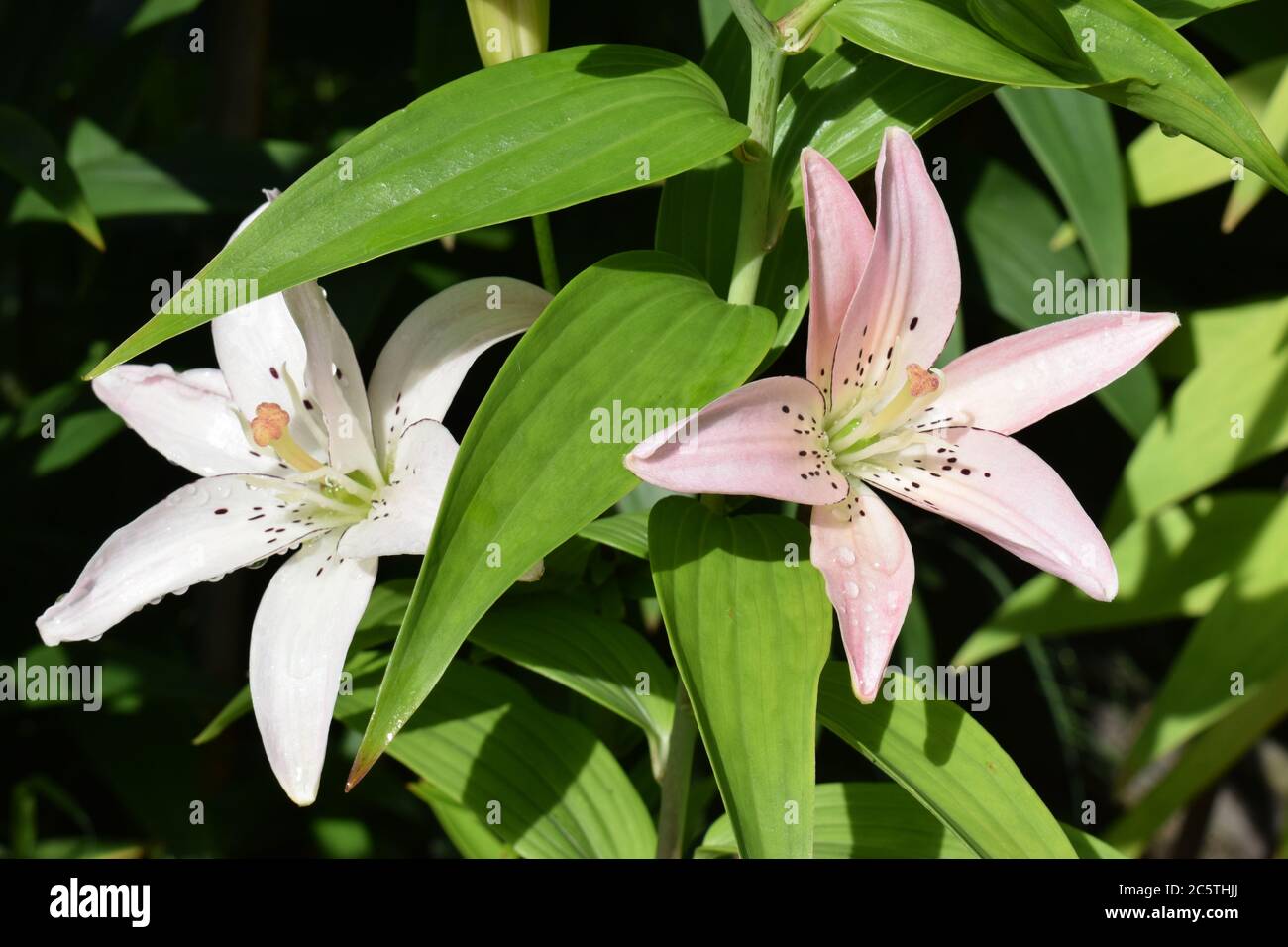 Elodie lily hi-res stock photography and images - Alamy