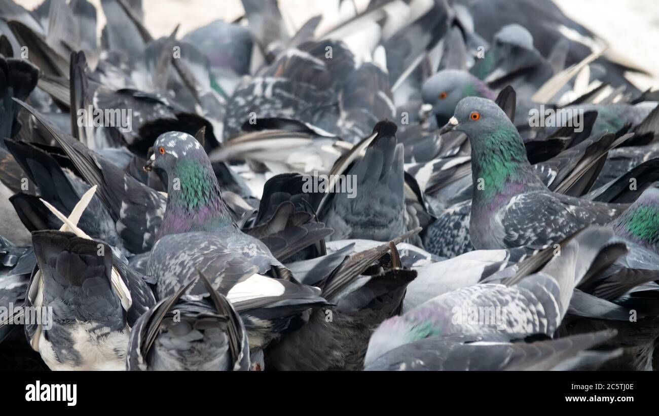 Bustle hustle and bustle among city pigeons are gregarious birds Stock ...