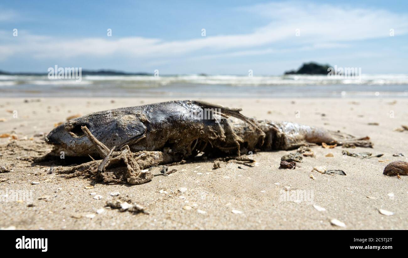 Flotsam gaff topsail catfish hi-res stock photography and images - Alamy