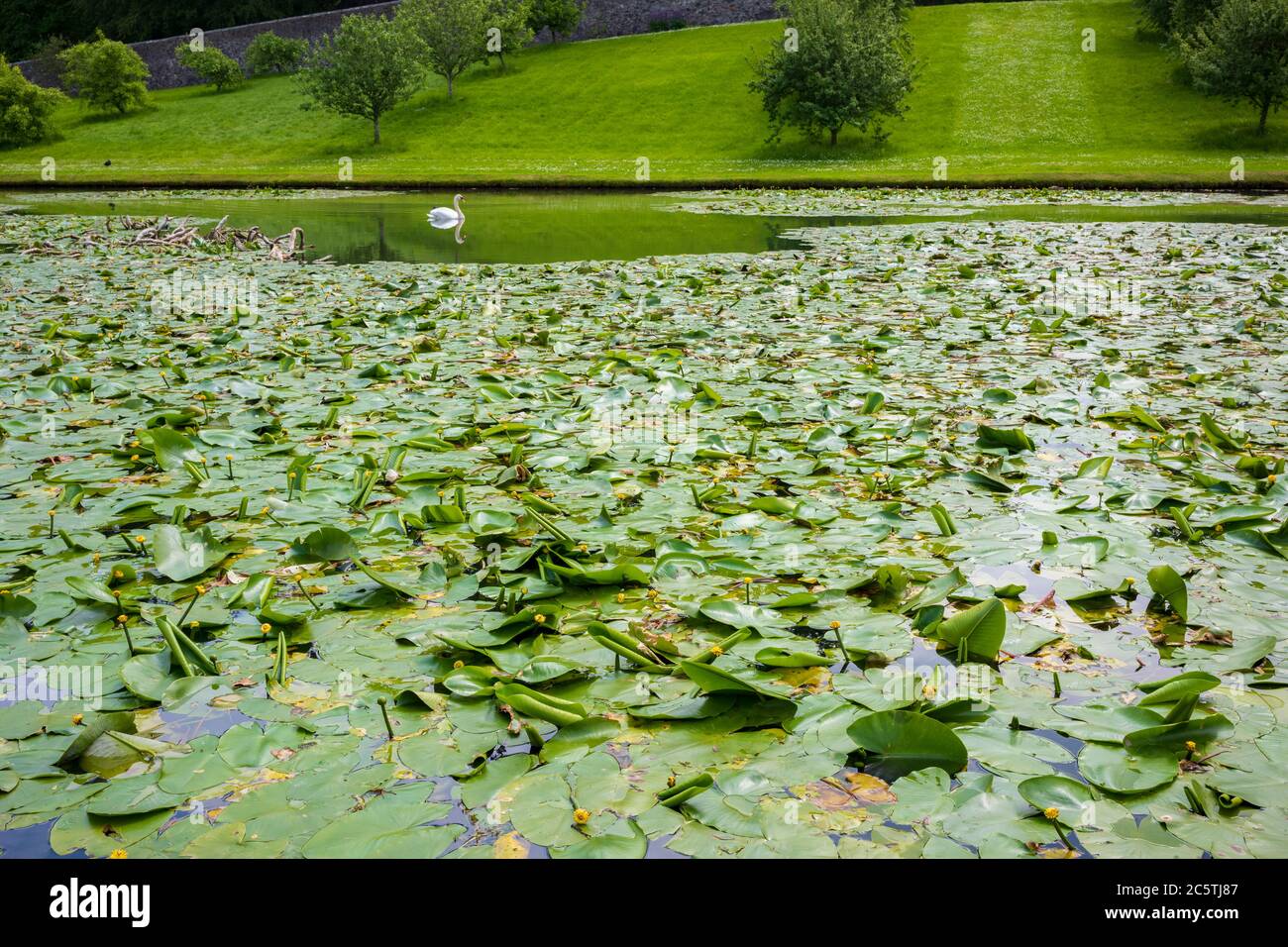 Perthshire, Scotland/UK - June 25, 2019: A swan swims the calm waters ...