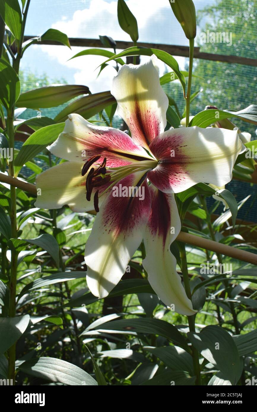 Lilium Lavon (Zéba Stock Photo - Alamy