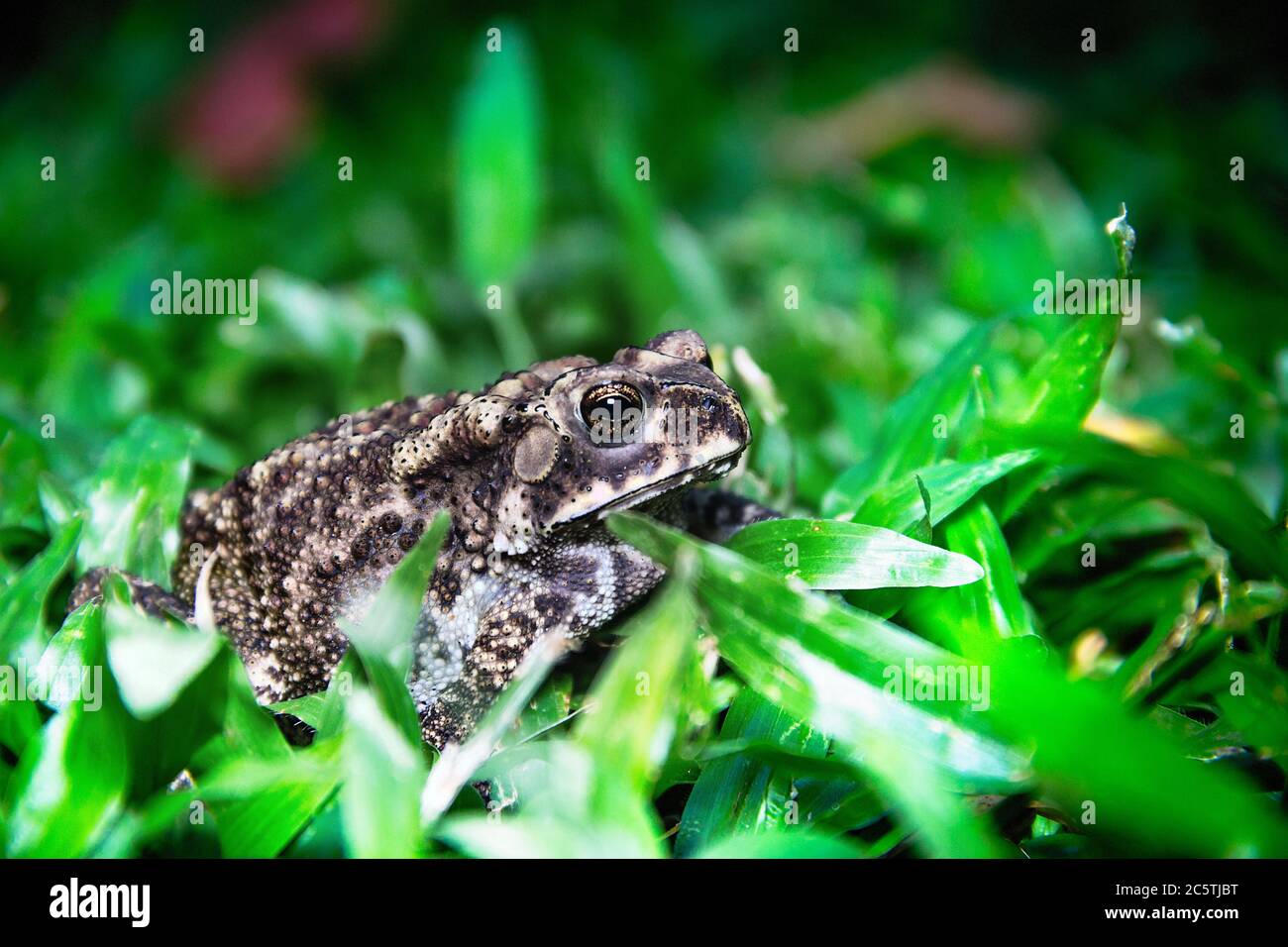Common Indian Toad High Resolution Stock Photography and Images - Alamy