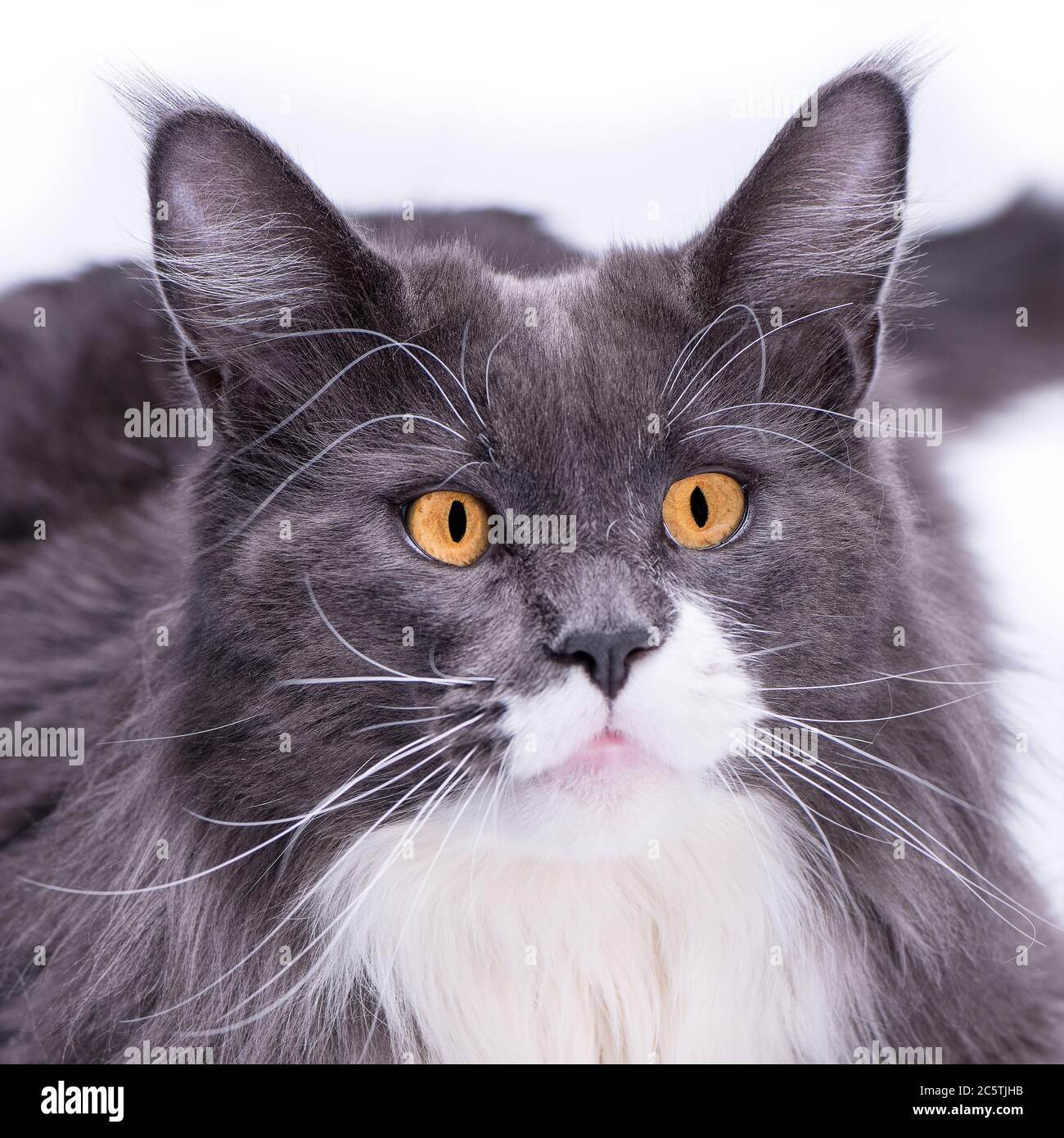 A gray thoroughbred cat looks into your eyes with big beautiful, yellow ...