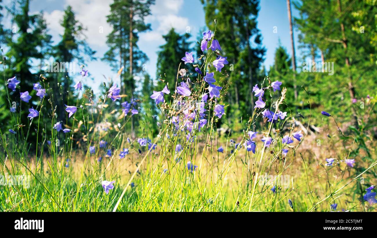 Bluebells bloom in a clearing among the coniferous forest, wood glade ...