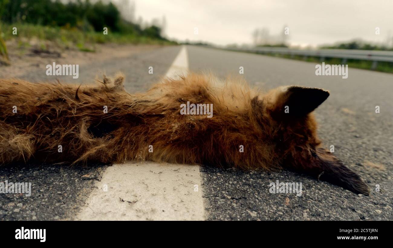 Animals hit on the roads by cars. A European fox (Vulpes vulpes) Red ...