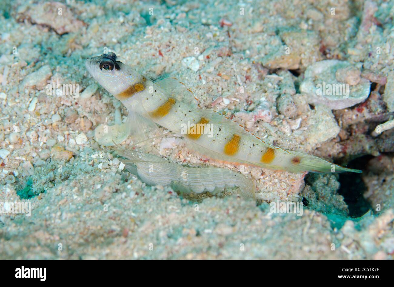 Arcfin Shrimpgoby, Amblyeleotris arcupinna, with Snapping Shrimp ...