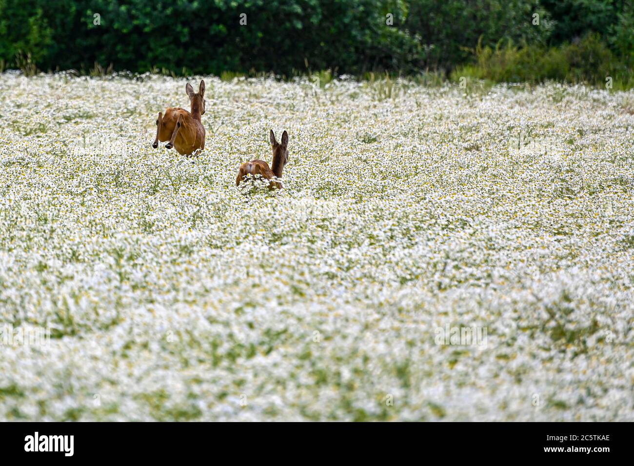 Two jumping deer hi-res stock photography and images - Alamy