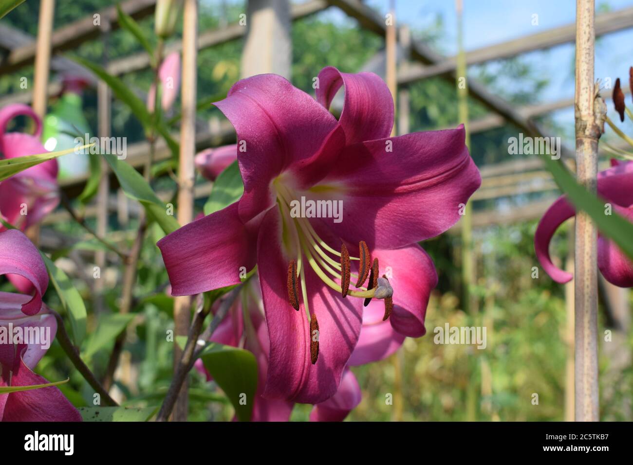 Lilium Robina Stock Photo - Alamy