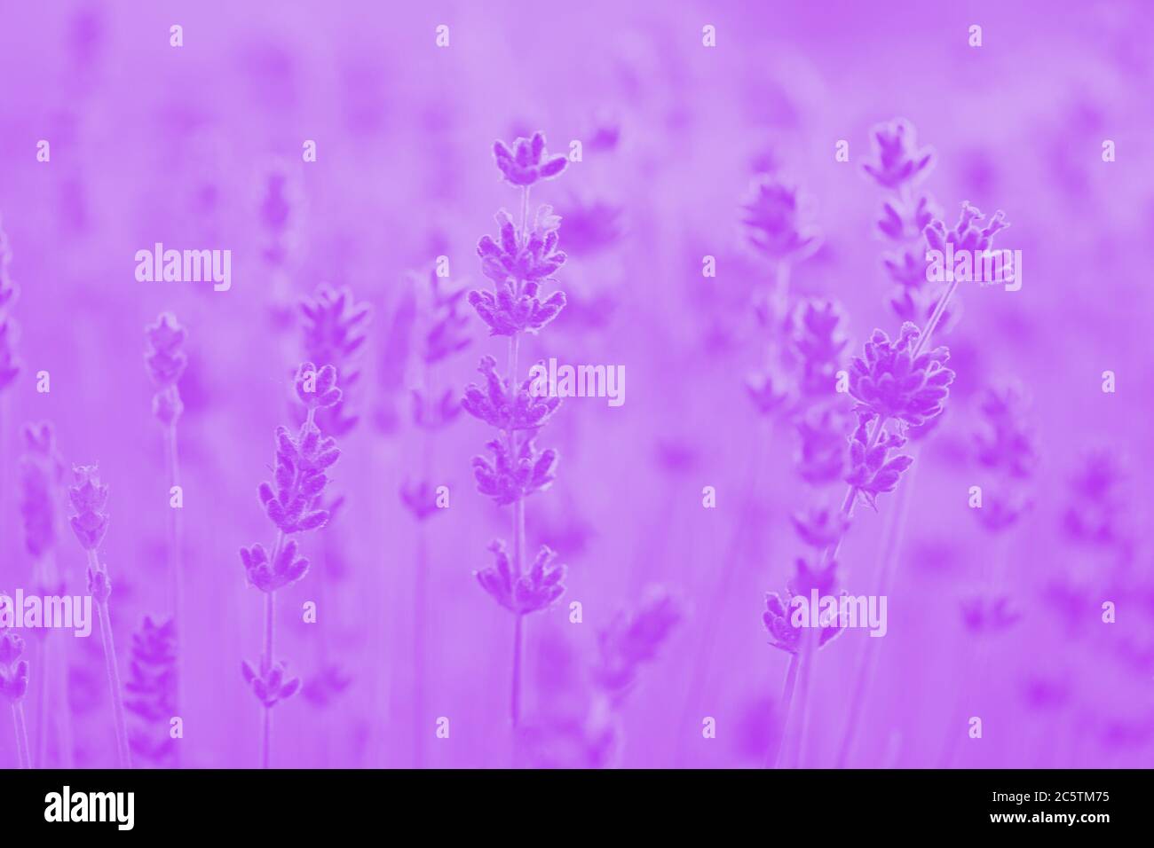 Violet pink lavender field. Lavender flowers on blurred nature ...