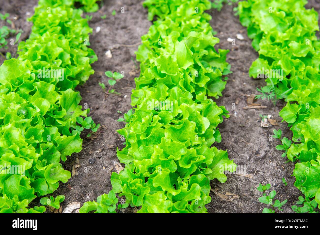green salad plants. Agricultural field with green lettuce leaves in a ...